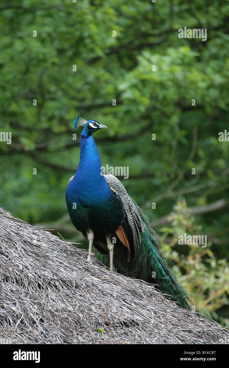 Indian peafowl Pavo cristatus Stock Photo - Alamy