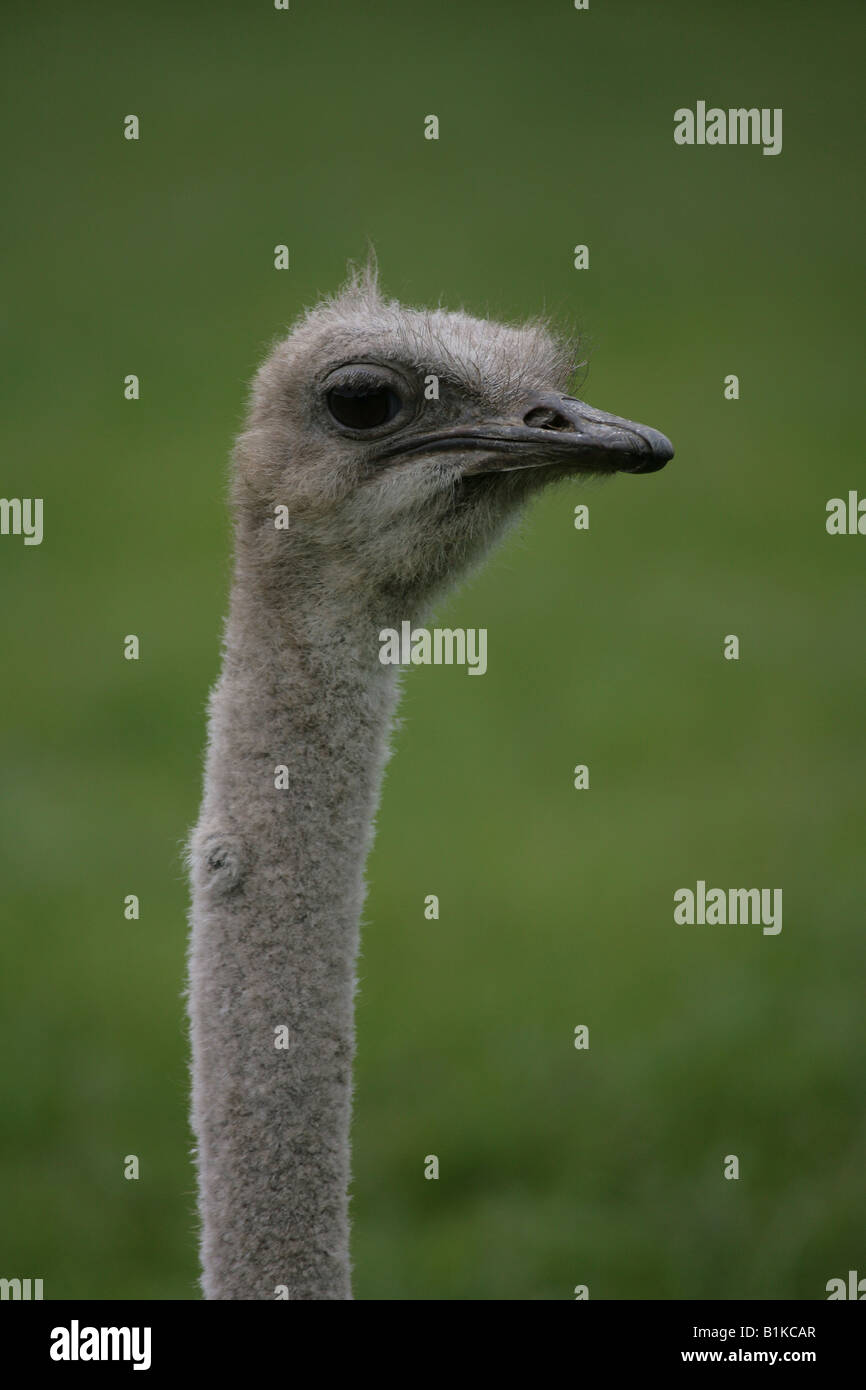 Ostrich Struthio camelus Stock Photo - Alamy