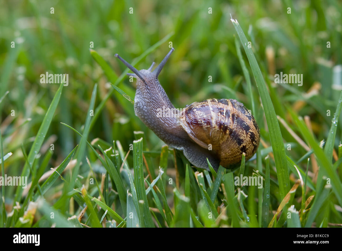 Close up of a garden snail in green grass Stock Photo - Alamy