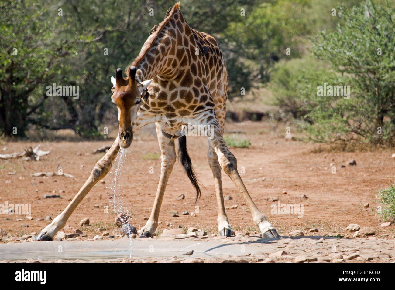 Giraffe legs spread hi-res stock photography and images - Alamy