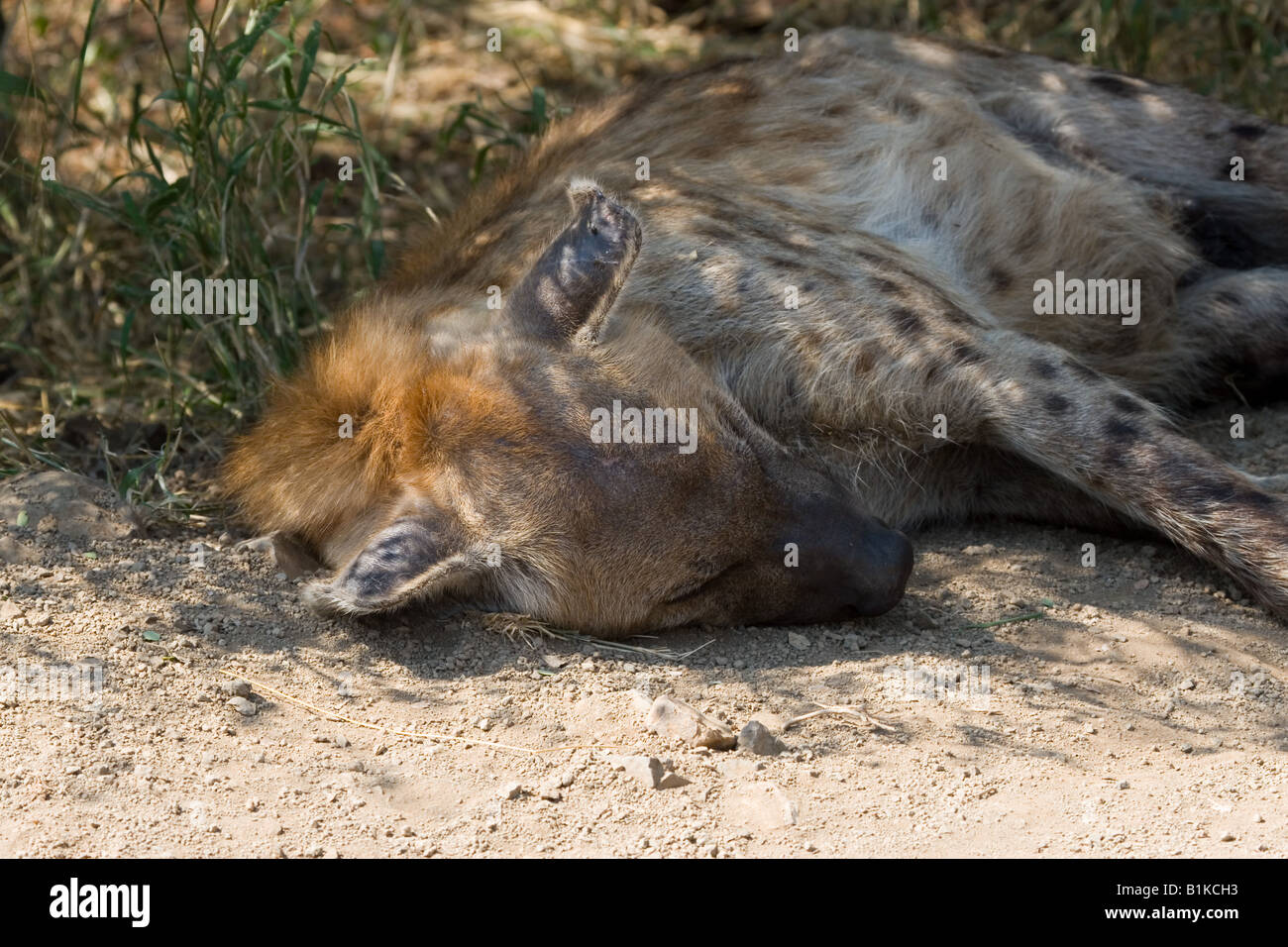 Spotted hyena resting at den Stock Photo - Alamy