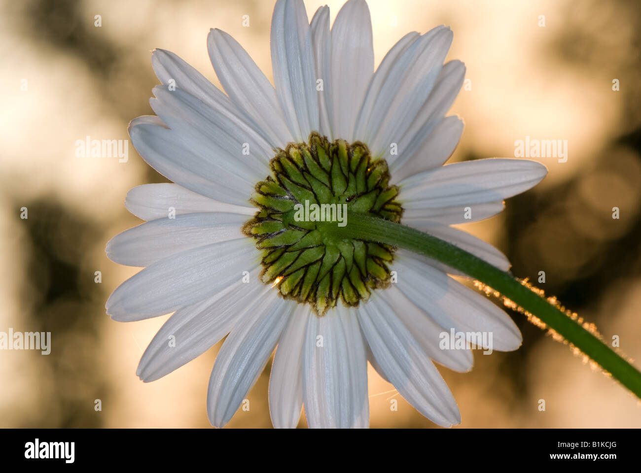 Daisy ox eye daisy leucanthemum vulgare hi-res stock photography and ...