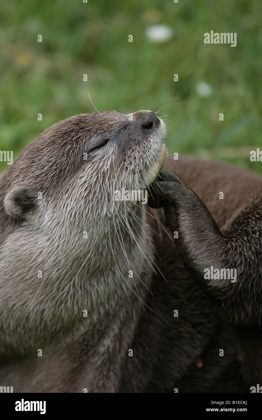 Oriental Short-Clawed Otter Aonyx cinerea scratching its head Stock ...