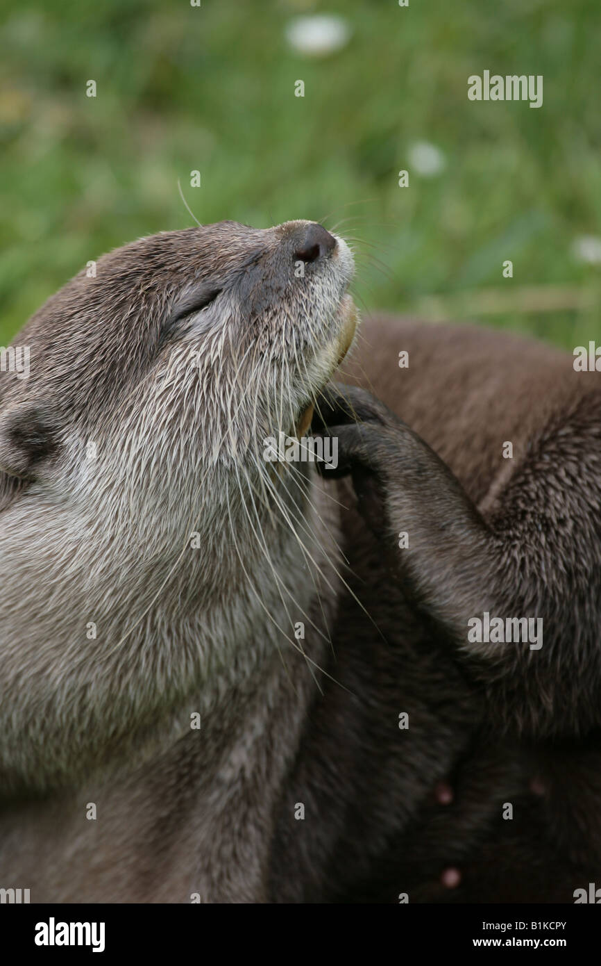 Oriental Short-Clawed Otter Aonyx cinerea scratching its head Stock ...