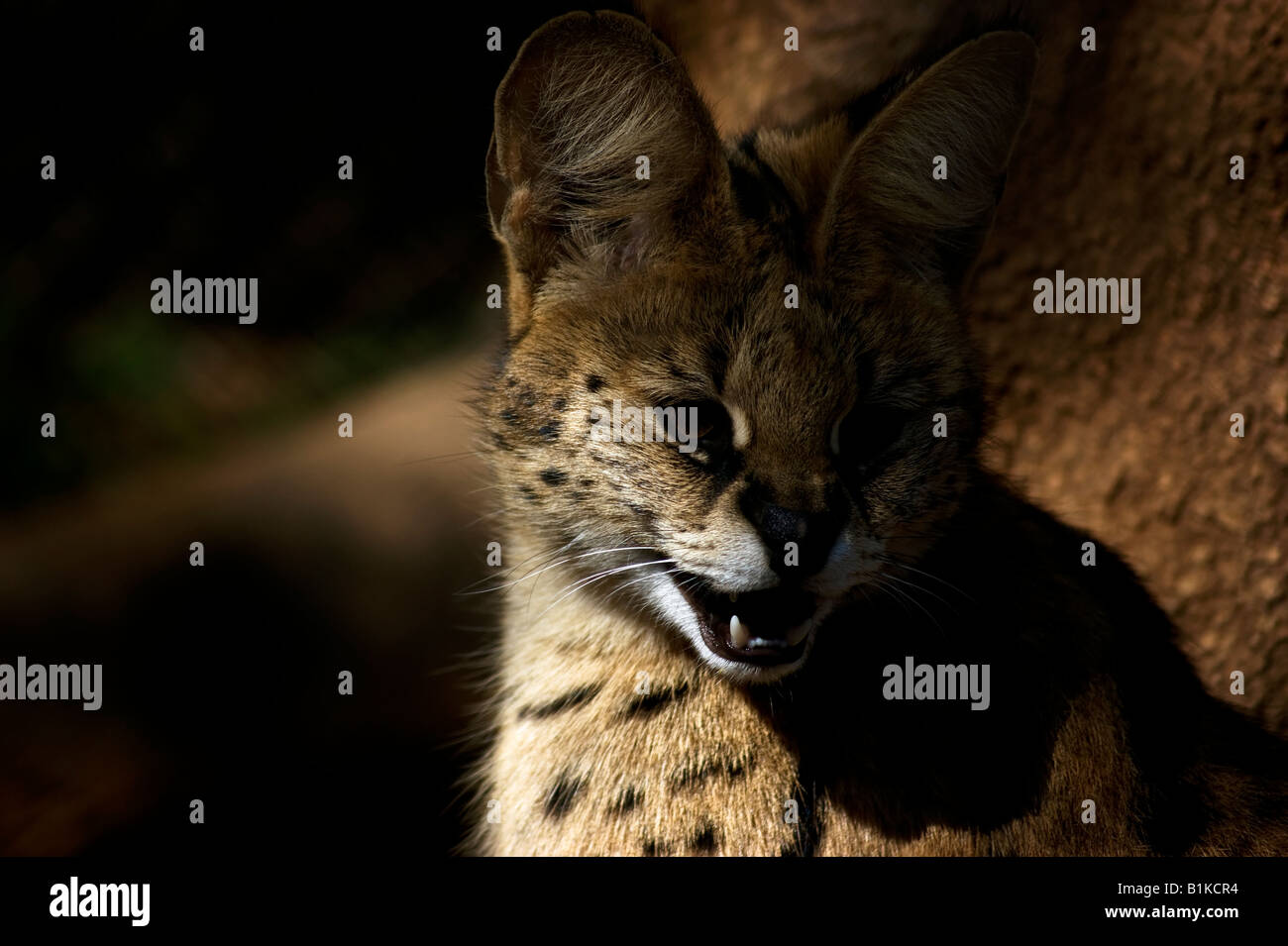 Serval portrait in shadow under tree Stock Photo - Alamy