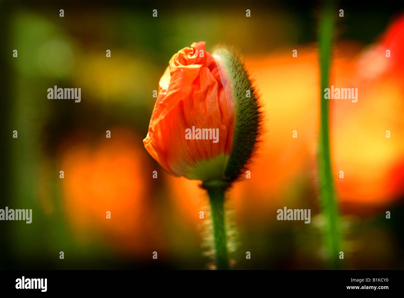 Poppy flower budding blossoming flowering red orange wild garden green ...