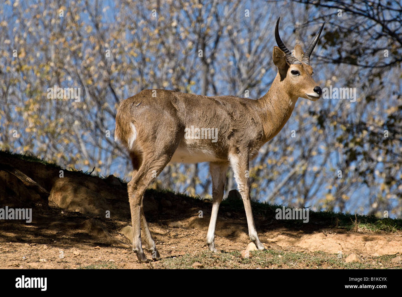Wild deer on mountain side Stock Photo - Alamy