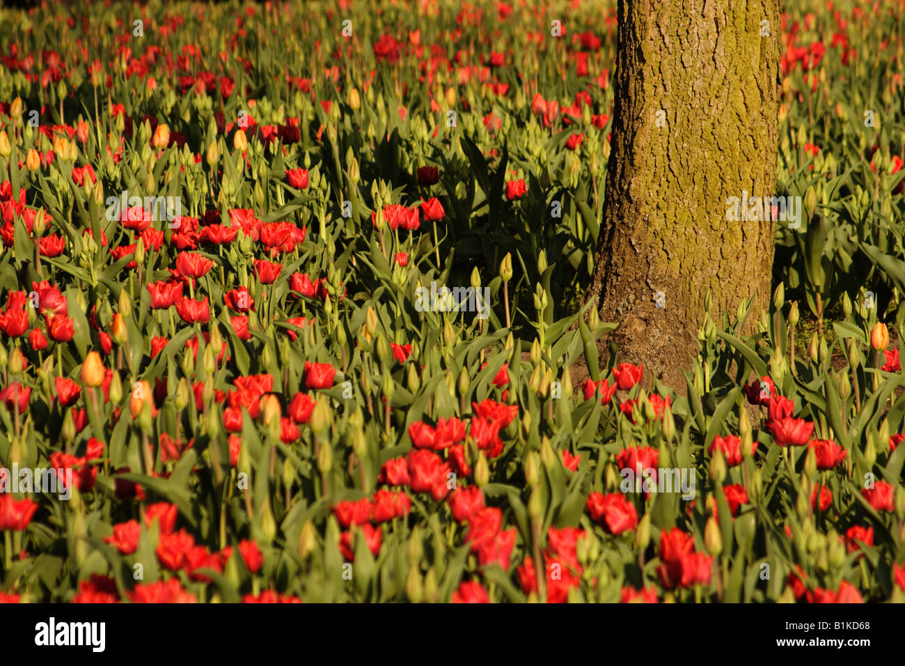 Celebration of botanical diversity hi-res stock photography and images ...