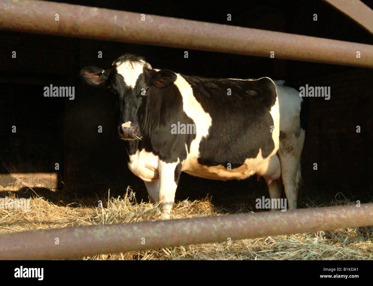 Cows in a barn Stock Photo - Alamy
