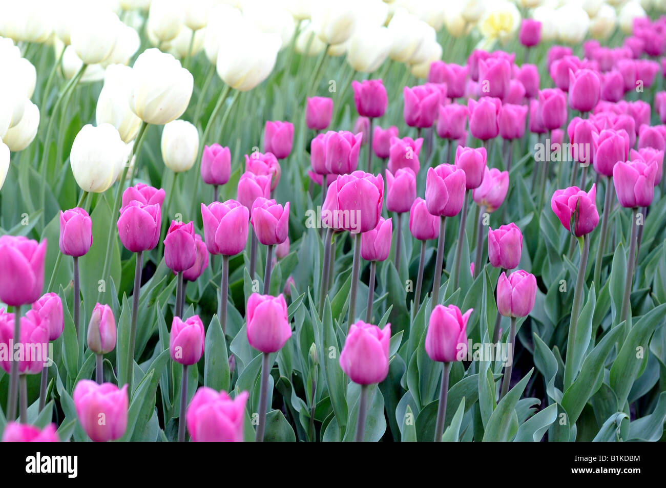 O tulips hi-res stock photography and images - Alamy