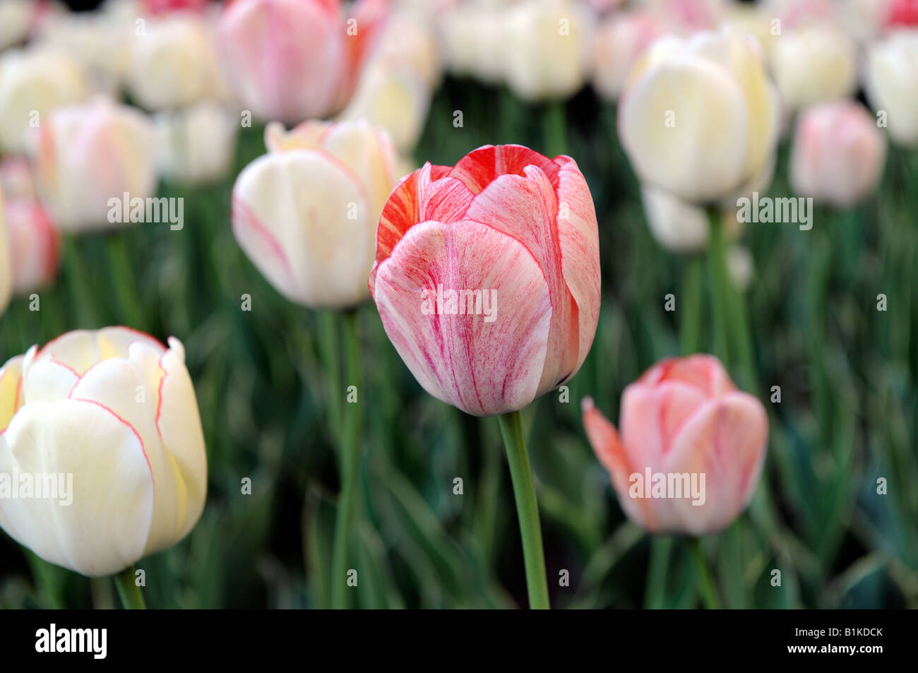 Early bloom hi-res stock photography and images - Alamy