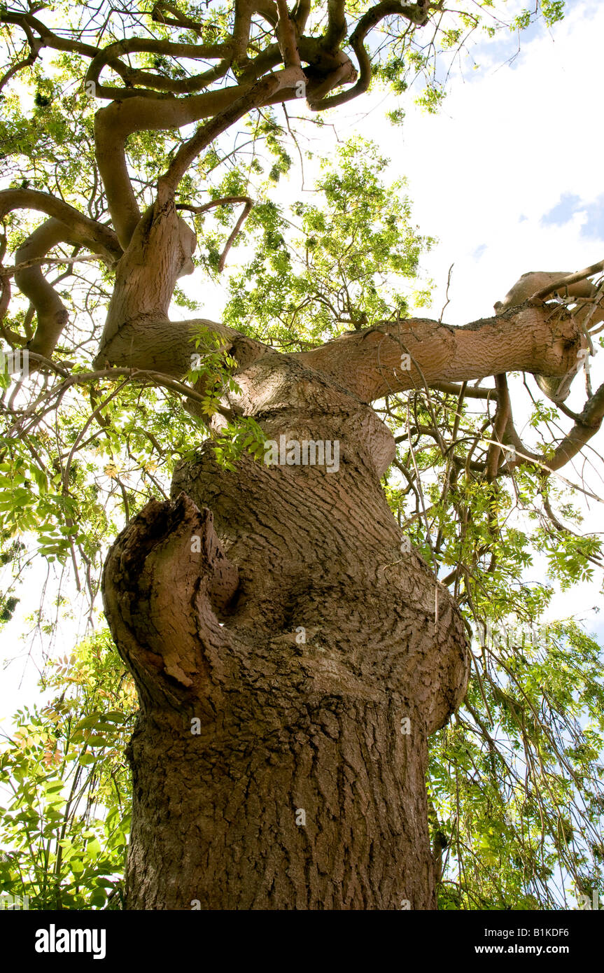 Tree Trunk And Branches