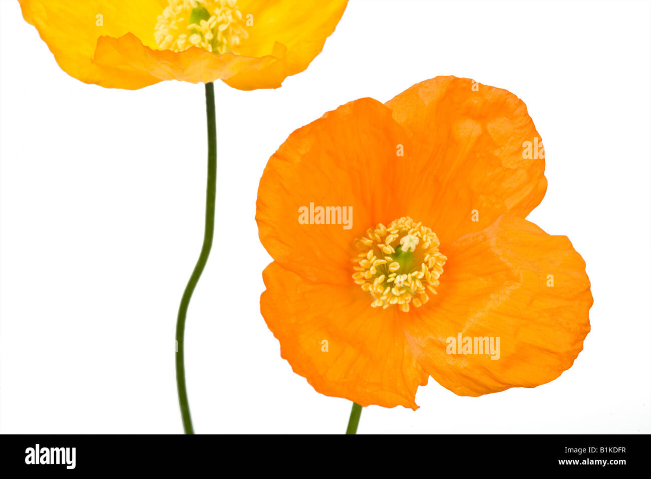 Welsh poppy Flowers Meconopsis cambrica on white background Stock Photo ...