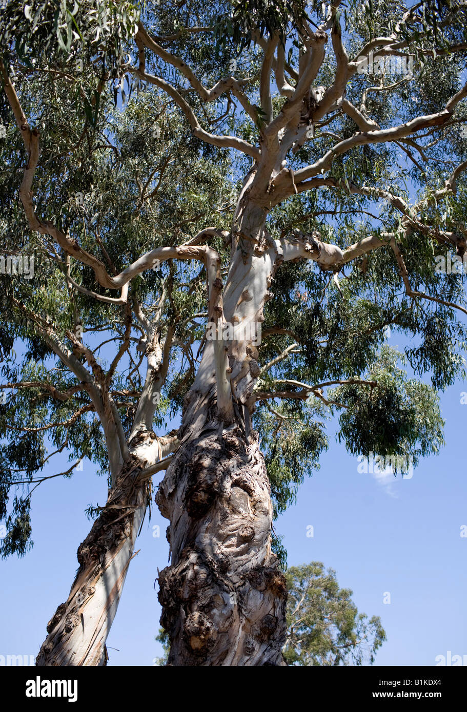 Eucalyptus tree trunk hi-res stock photography and images - Alamy
