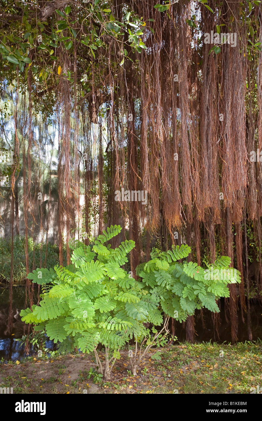 Aerial roots hanging down Stock Photo - Alamy