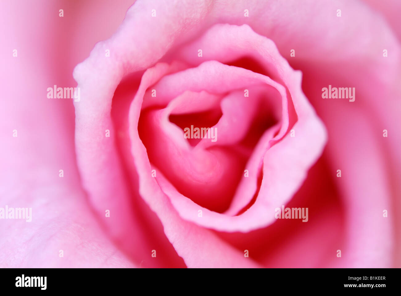Close-up photo of a Rose flower Stock Photo - Alamy