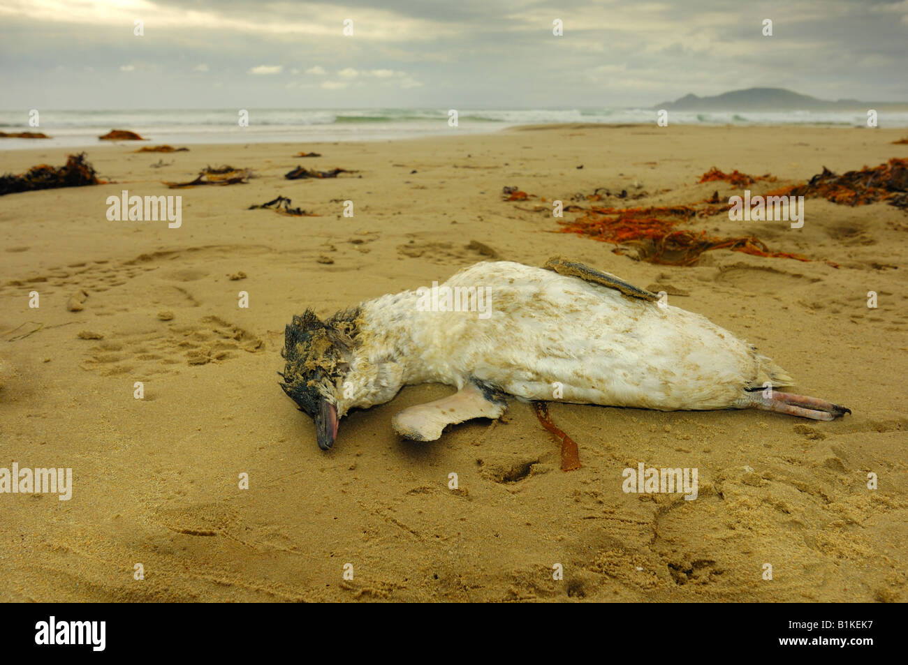 Dead Penguin Stock Photos & Dead Penguin Stock Images - Alamy