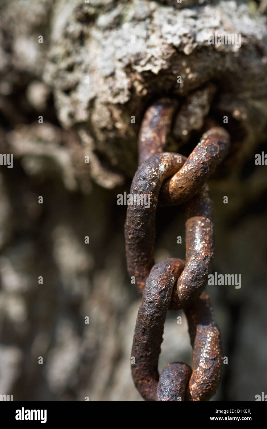 Old rusty chain hanging from the tree hi-res Stock Photo - Alamy