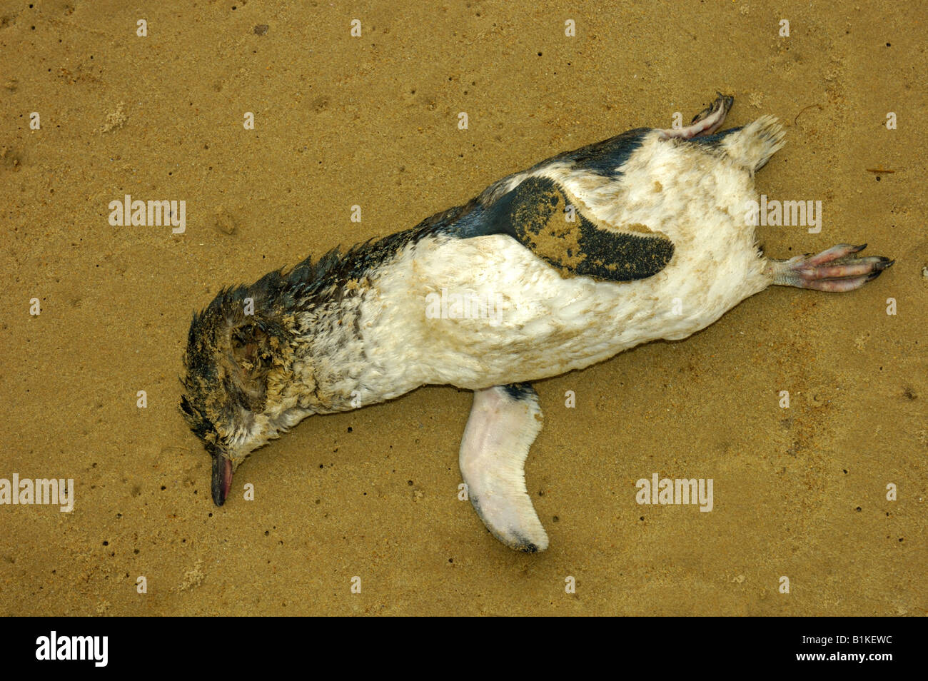 Dead Penguin Stock Photos & Dead Penguin Stock Images - Alamy