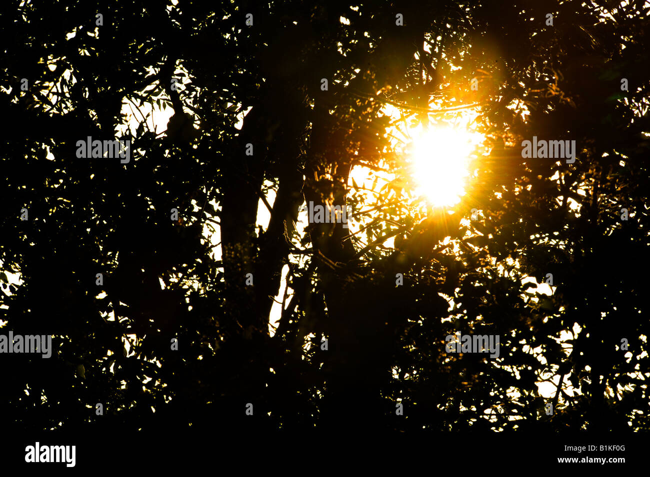 Sun shining through trees Stock Photo - Alamy