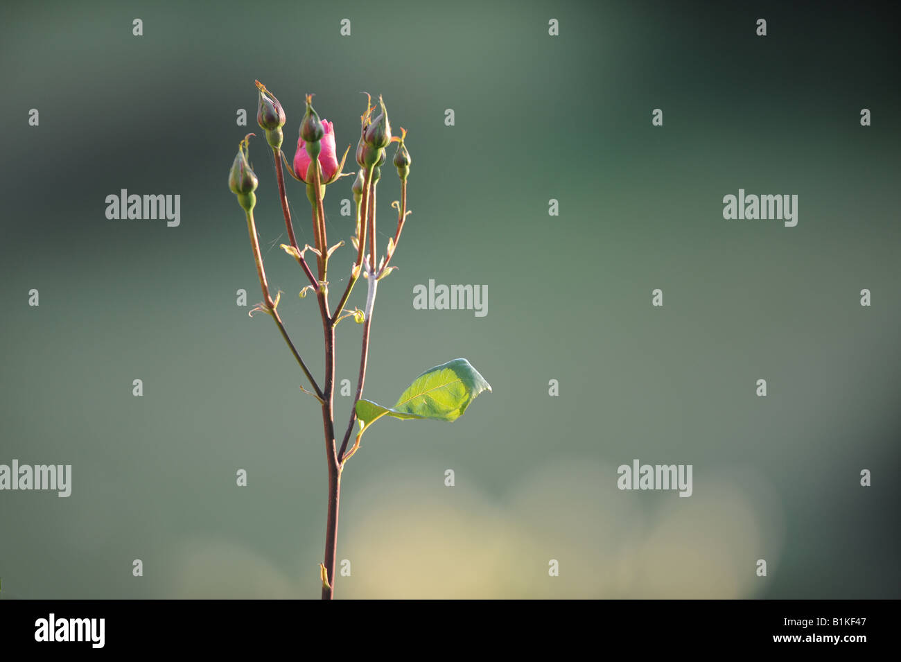 English rose look hi-res stock photography and images - Alamy