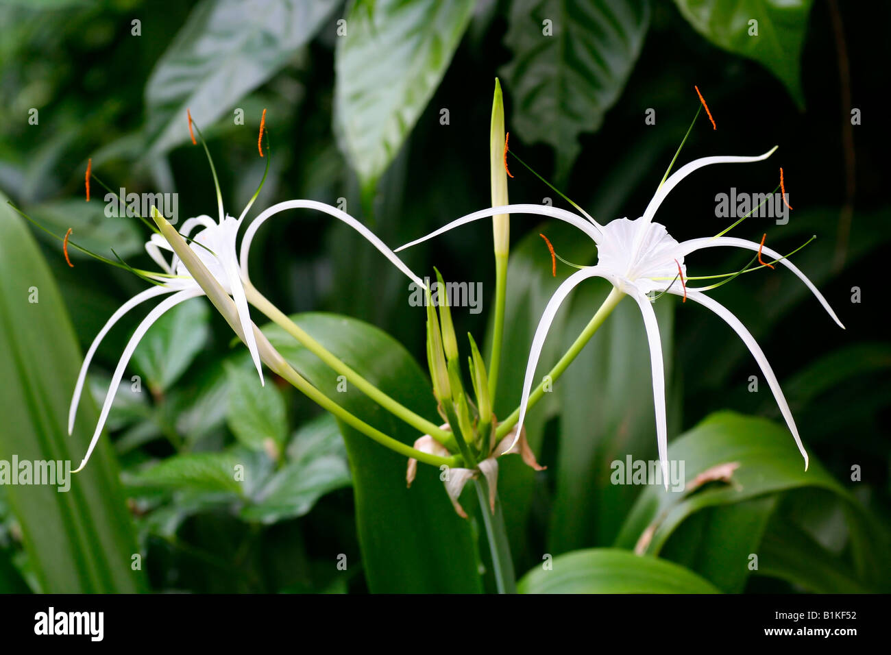 Spider Lily, Hymenocallis sp Stock Photo - Alamy
