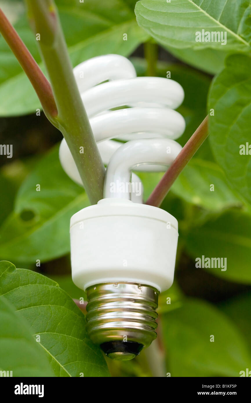 An energy saving light bulb growing in a bush Stock Photo - Alamy
