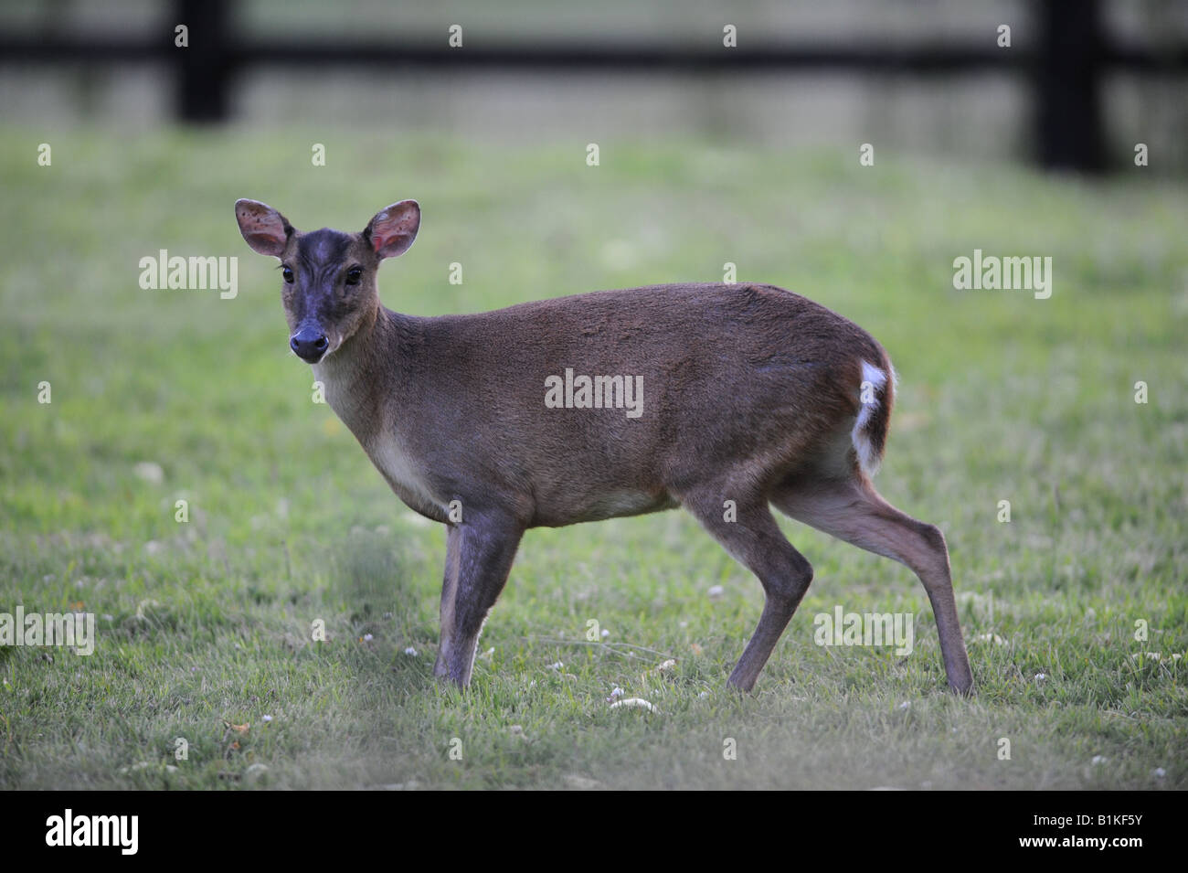 Roe buck deer Stock Photo - Alamy