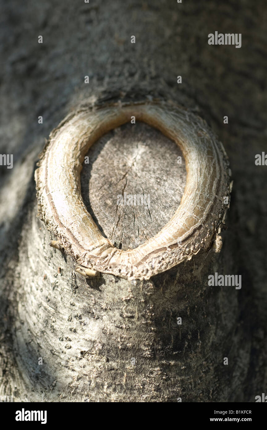 Scar scarred tree trunk hi-res stock photography and images - Alamy