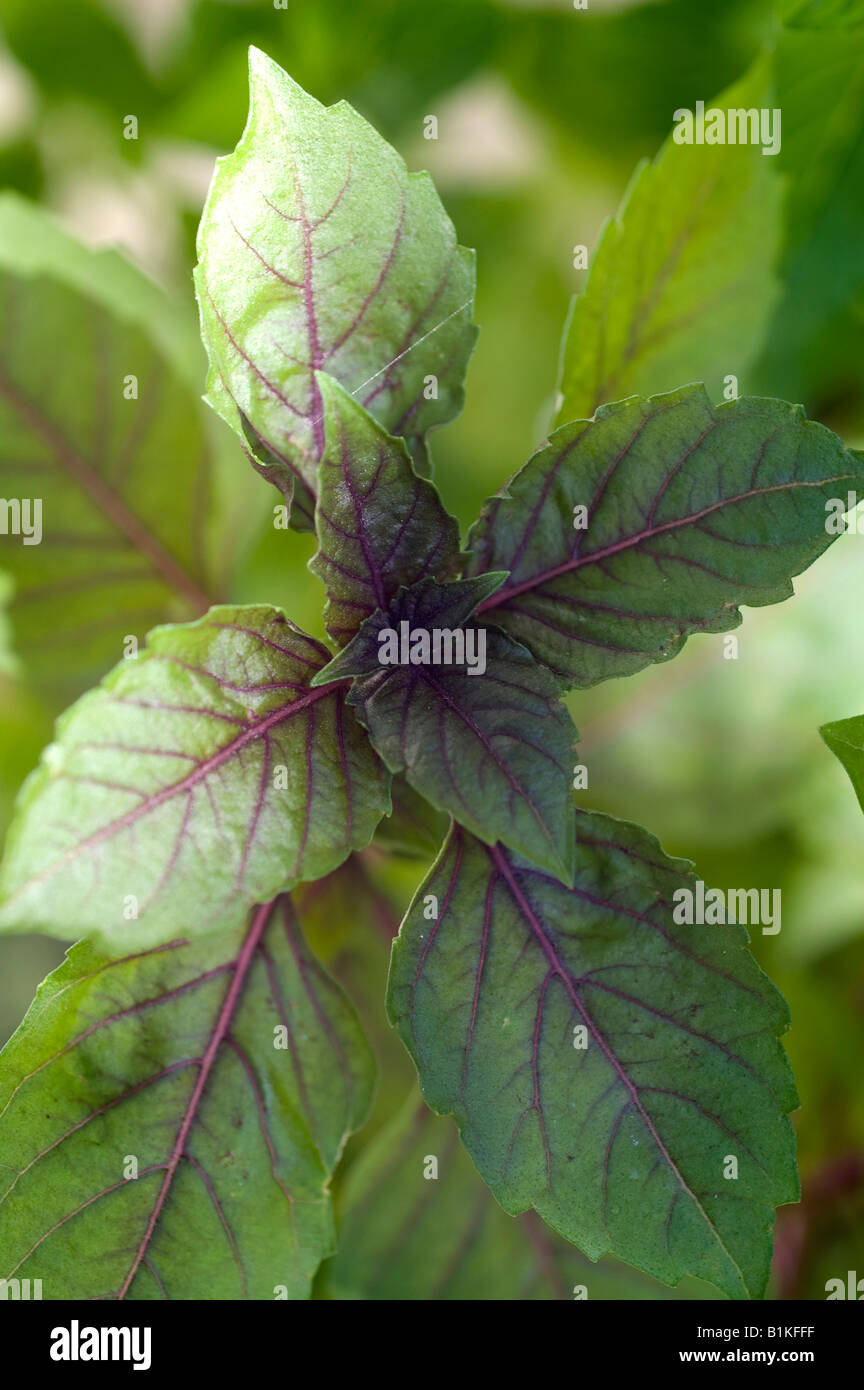 Red Rubin Basil Stock Photo - Alamy