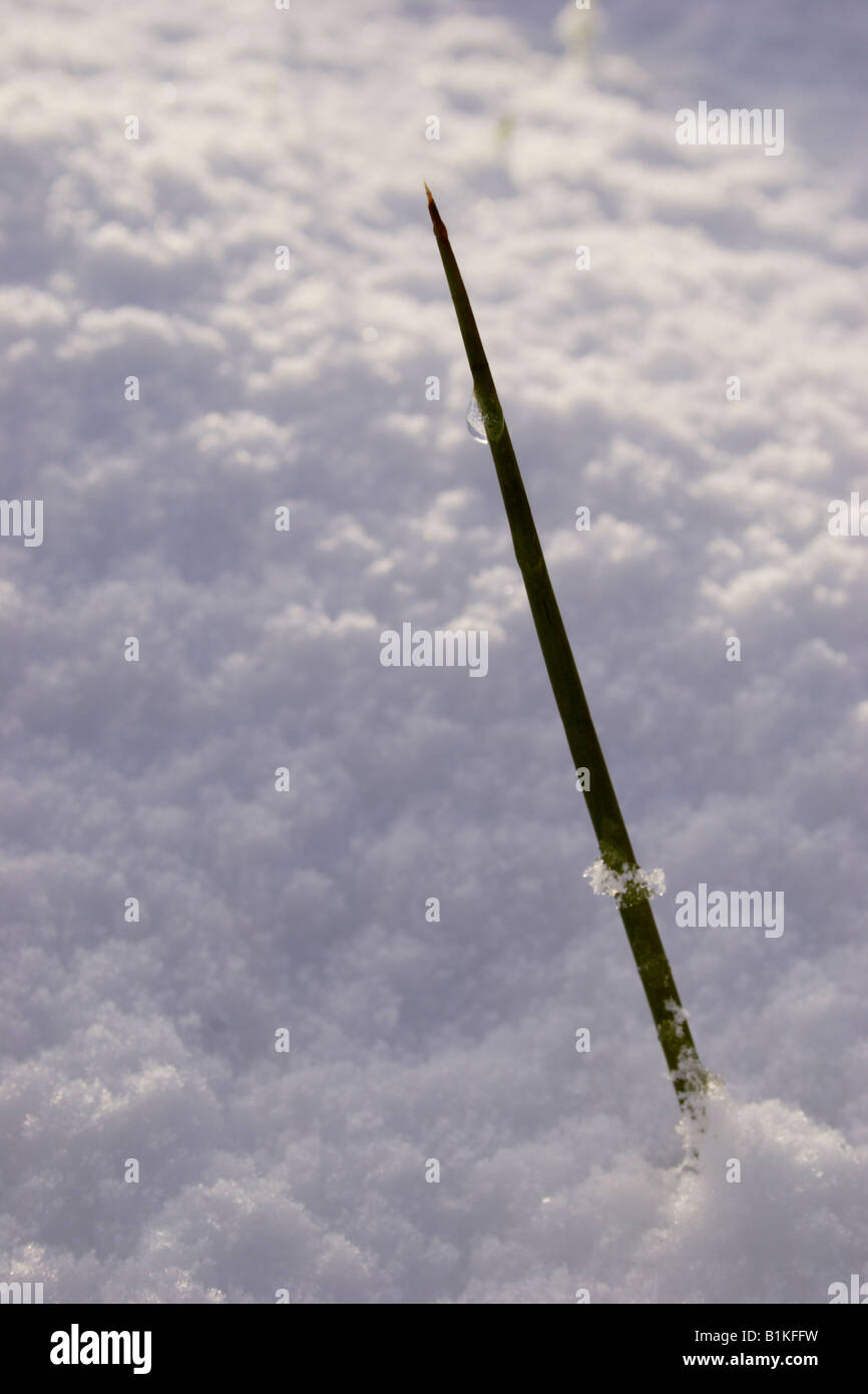 Vegetation Poking up Through Snow Stock Photo - Alamy