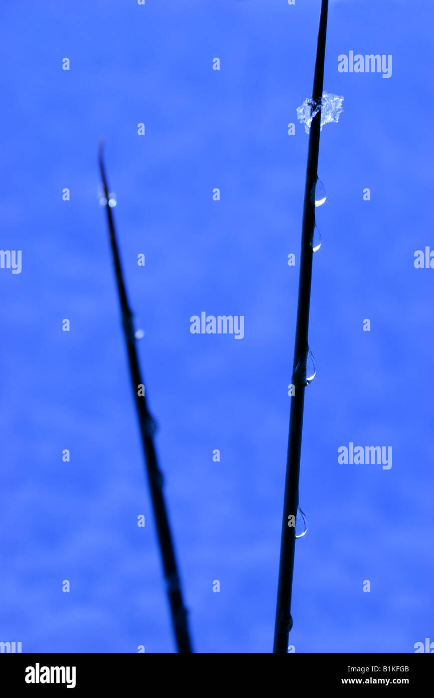 Life poking through hi-res stock photography and images - Alamy