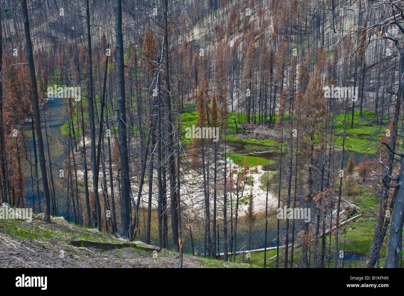 Idaho near Warm Lake Wildfire landscape with new growth of green grass ...