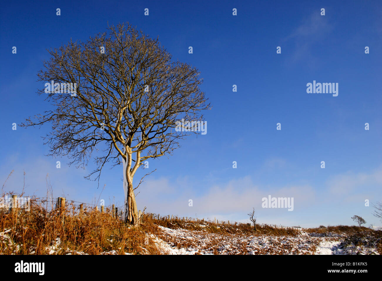 Single ASH TREE, Fraxinus excelsior, at the edge of a snowy field in ...