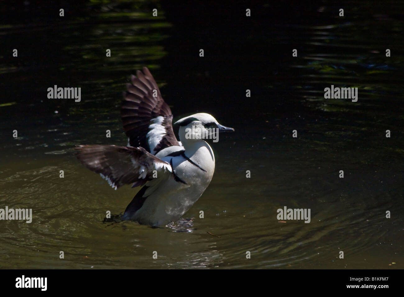 Male Duck Smew Mergellus albellus wild bird animal overhead from above ...