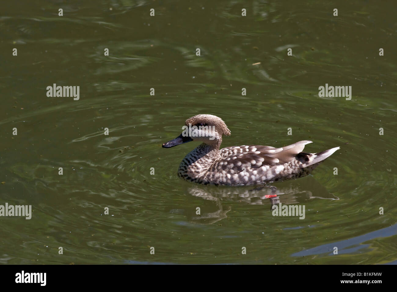 Duck Marbled Teal Marmaronetta angustirostris bird in the waterscape hi ...