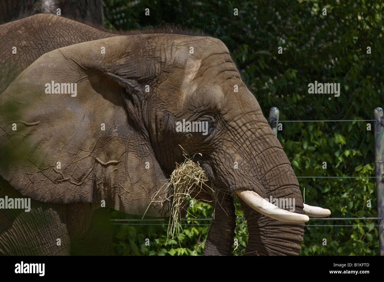 Elephant hi res hi-res stock photography and images - Alamy