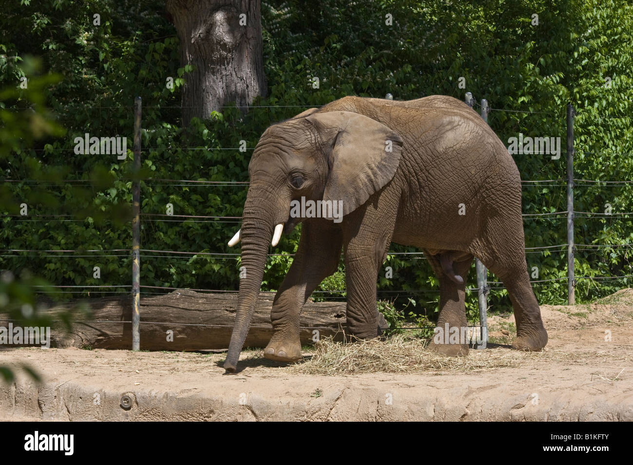 Toledo zoo hi-res stock photography and images - Alamy