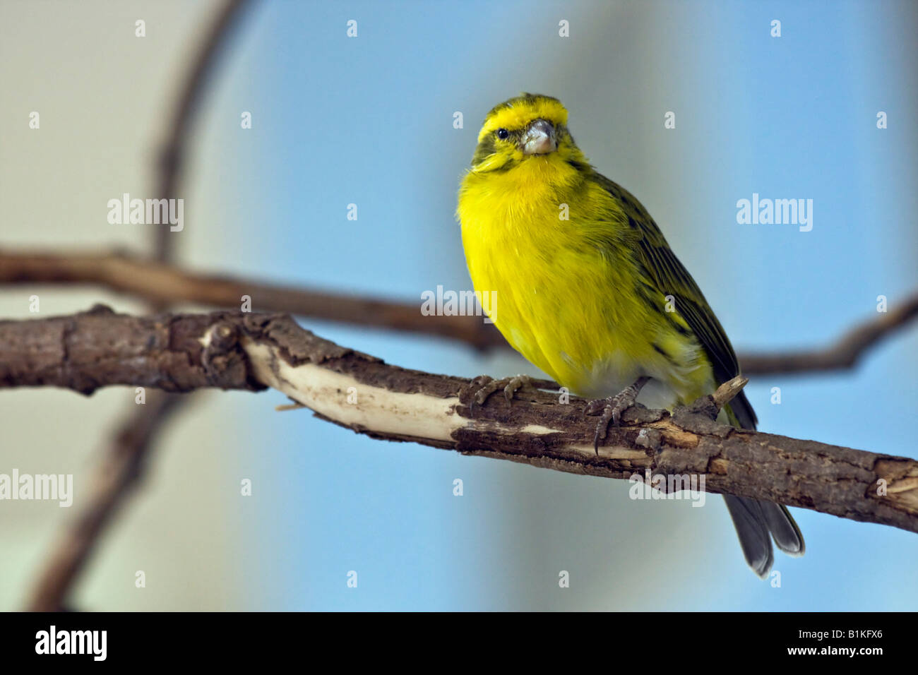 Exotic a bird White Bellied Canary Serinus Crithagra dorsostriata ZOO ...