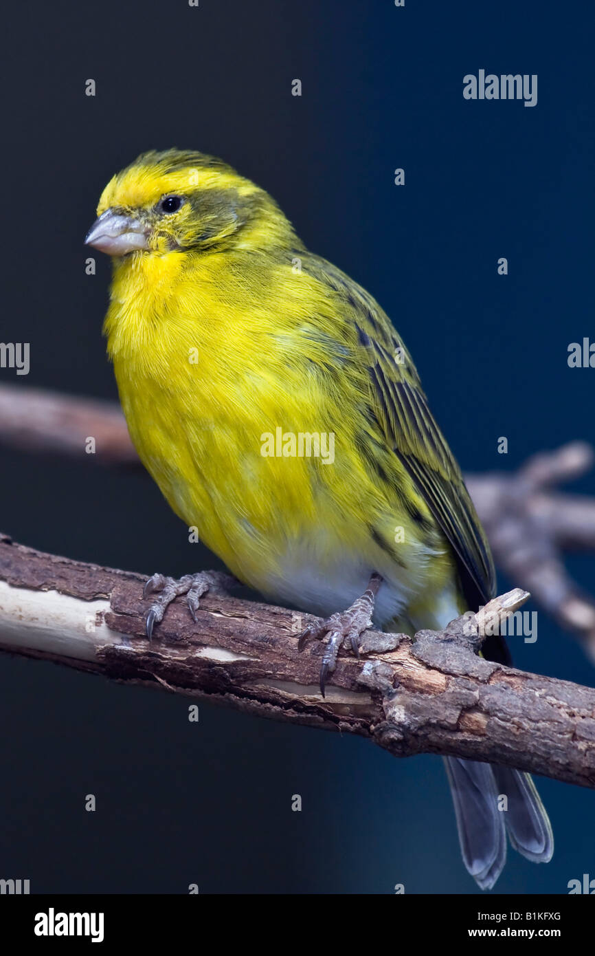 White Bellied Canary High Resolution Stock Photography and Images - Alamy