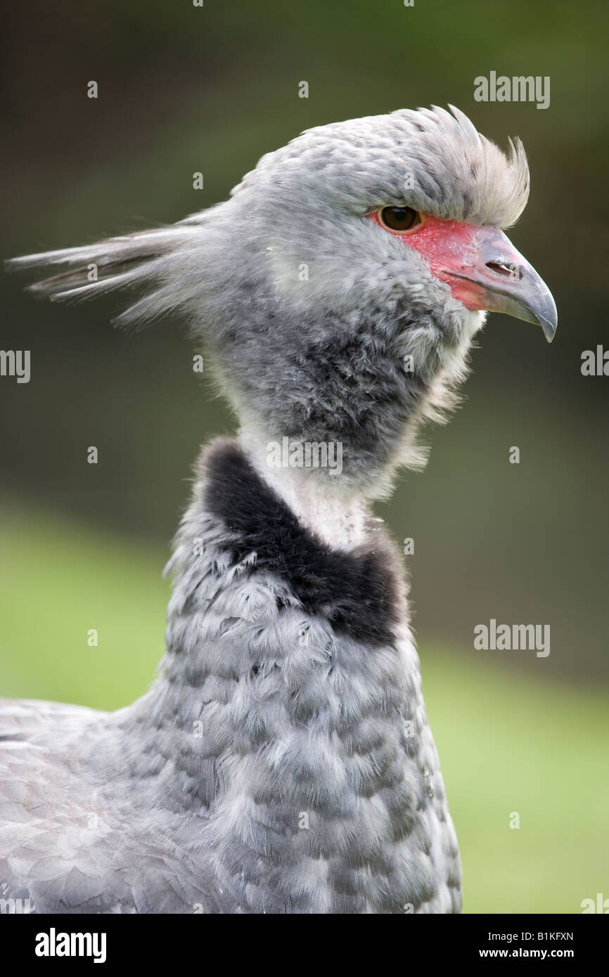 Crested screamer hi-res stock photography and images - Alamy