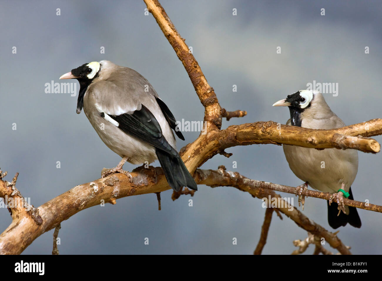 Wattled starling hi-res stock photography and images - Alamy