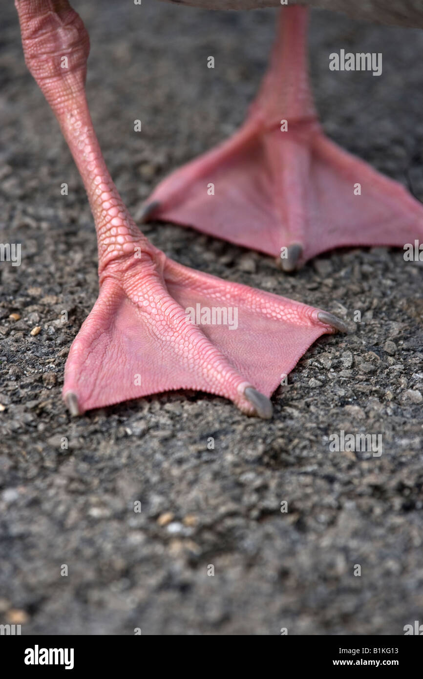 Duck feet hi-res stock photography and images - Alamy