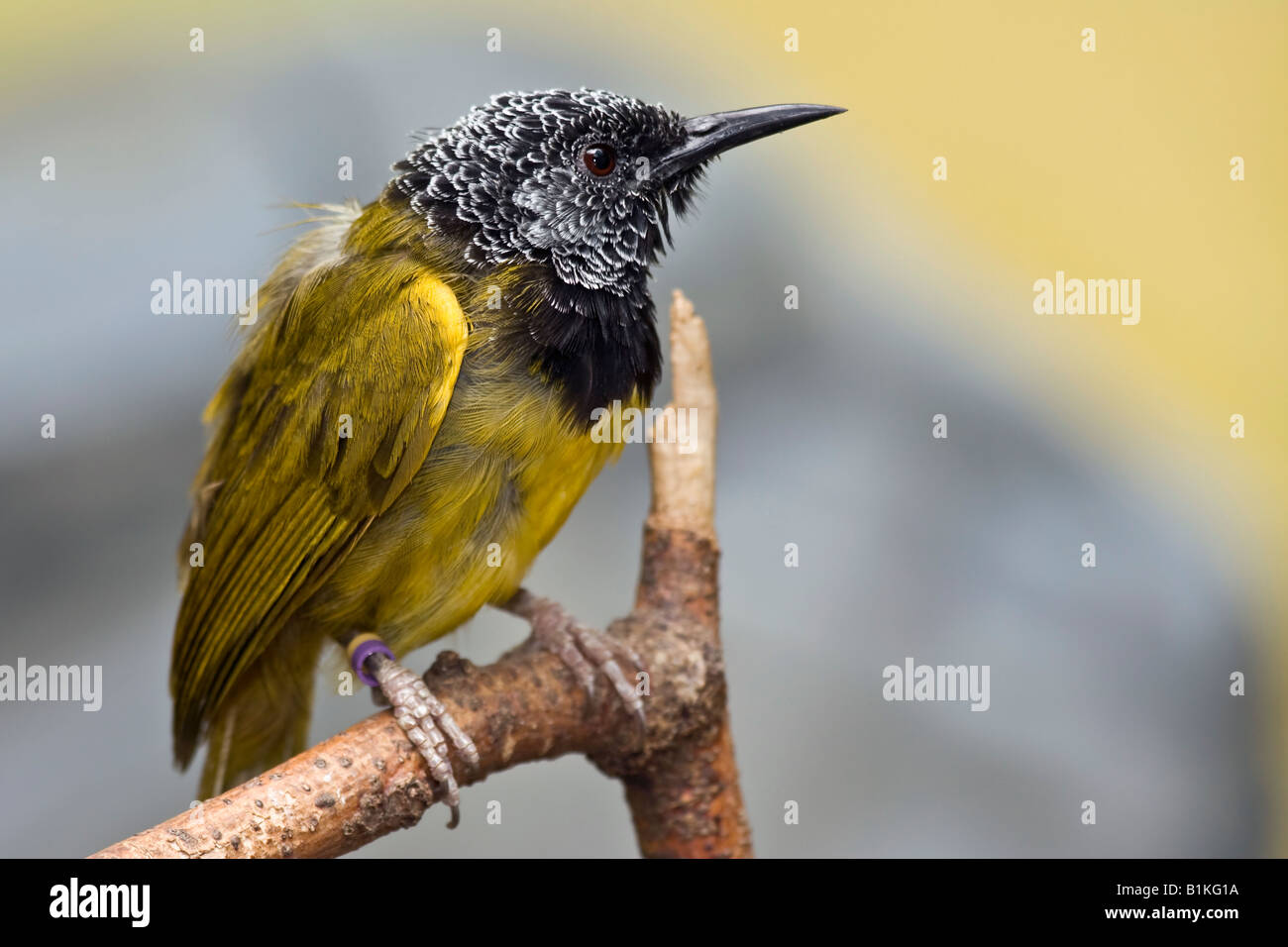 African oriole hi-res stock photography and images - Alamy