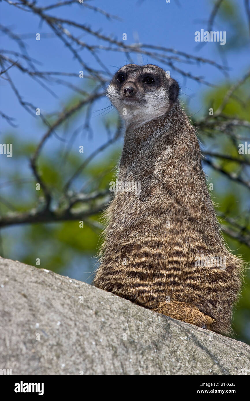 Meerkat Suricata Suricatta Mongoose at Toledo ZOO Ohio OH a wild animal ...