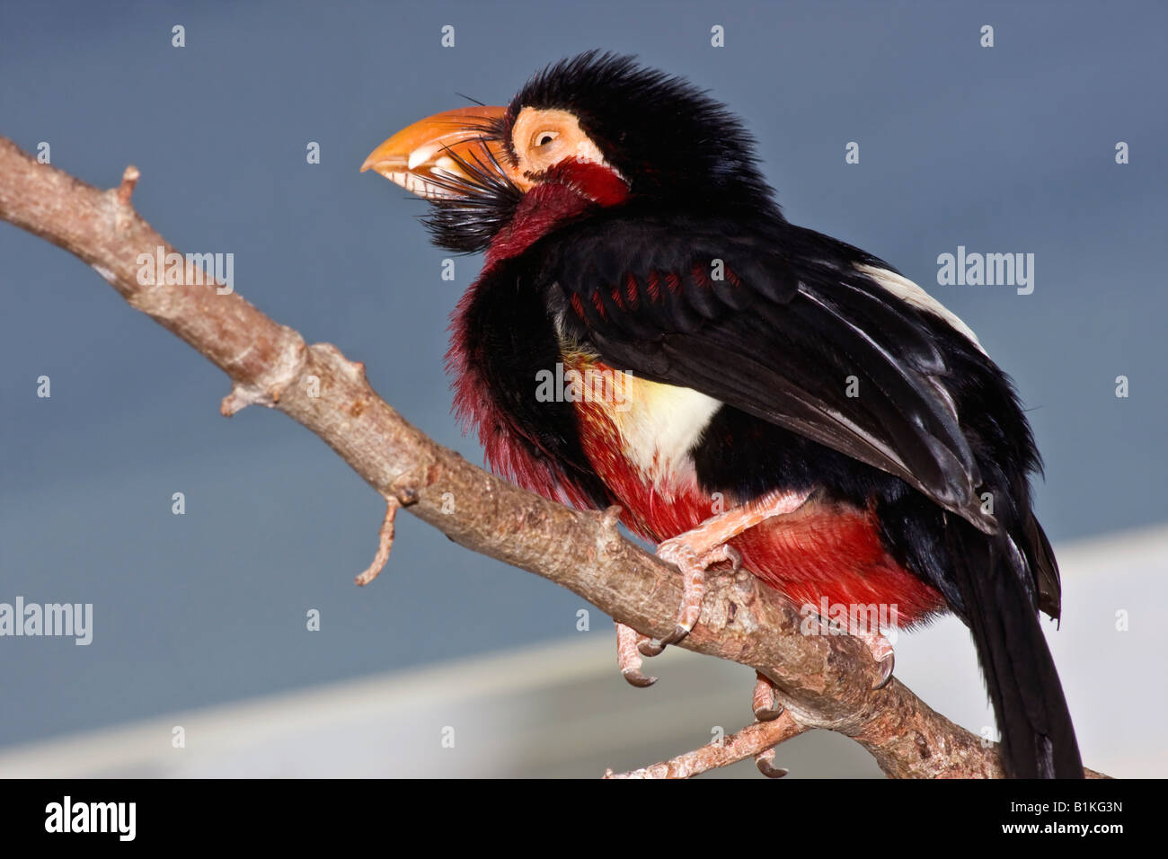 Bearded Barbet Lybius dubius exotic bird watching close-up closeup of detail display nobody ...
