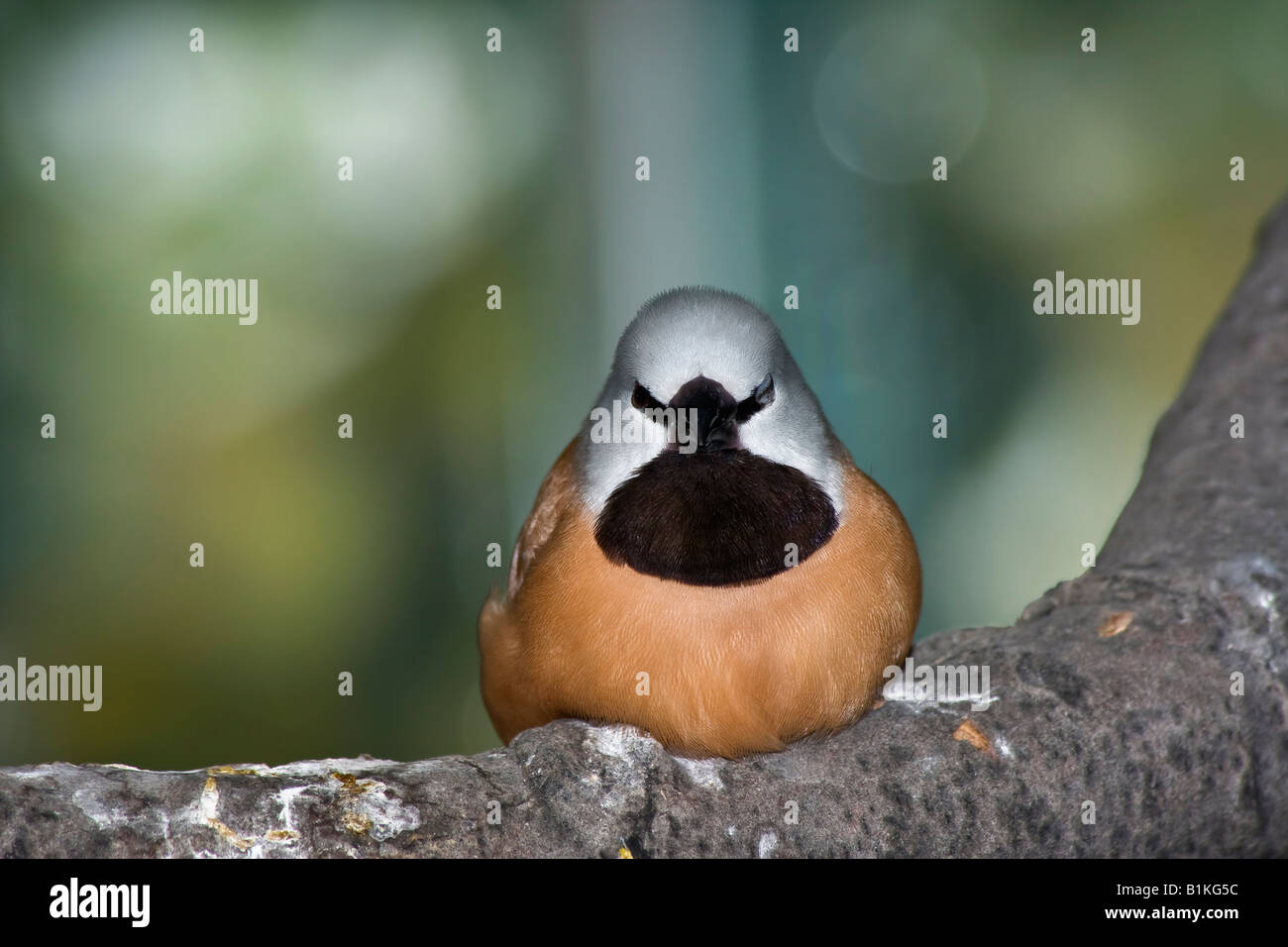 Poephila cincta hi-res stock photography and images - Alamy