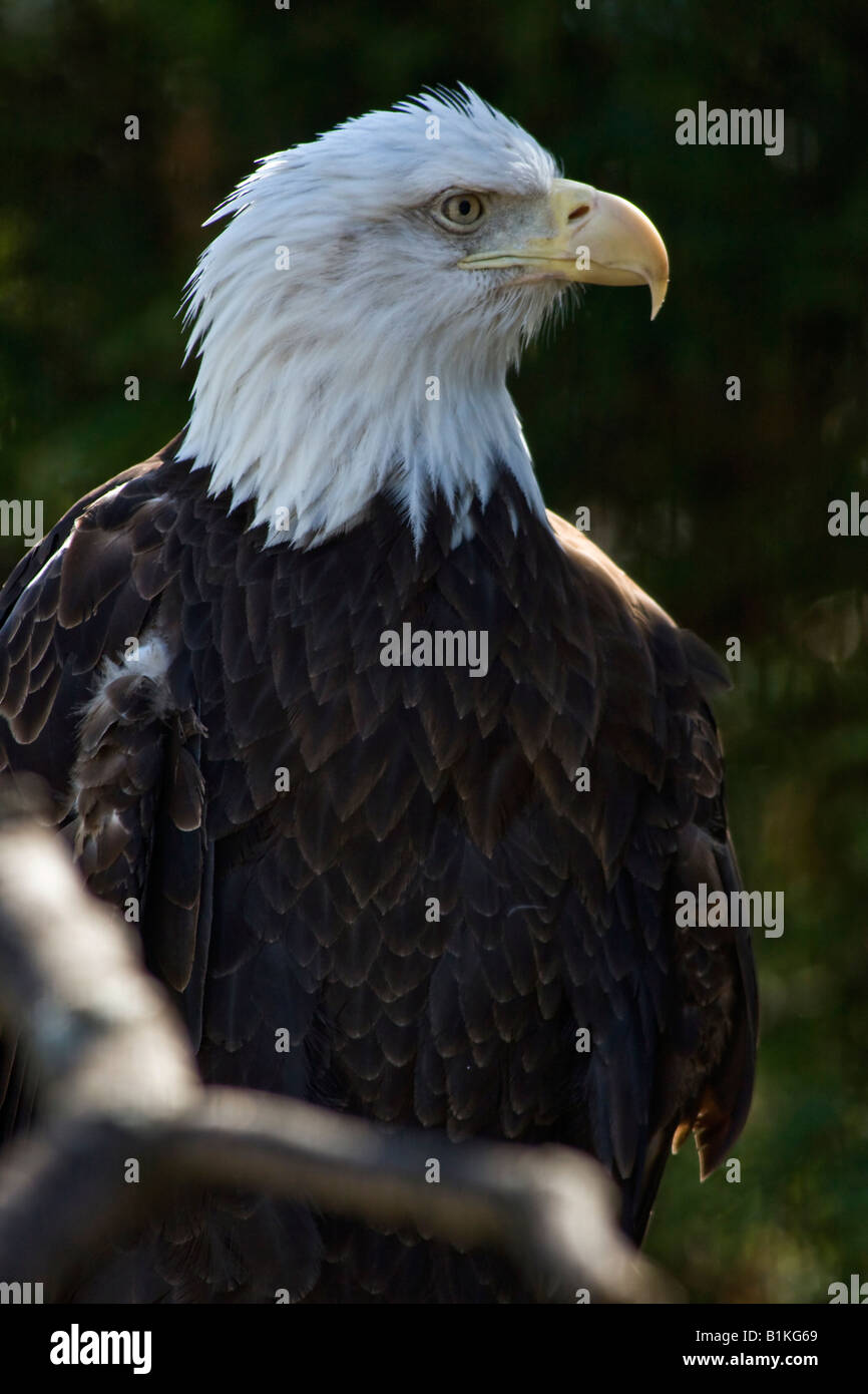 Hd profile picture hi-res stock photography and images - Alamy