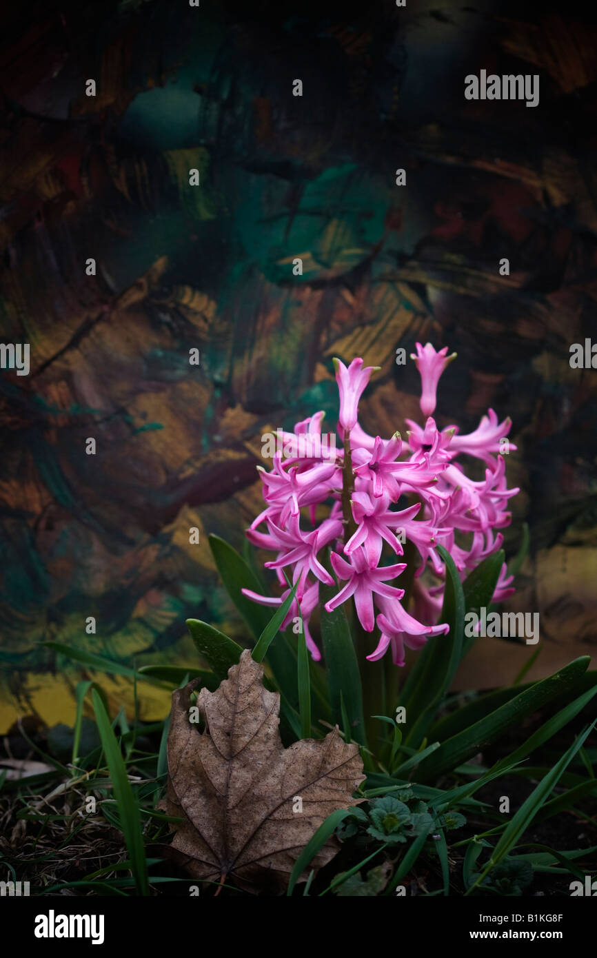Pink Pearl Hyacinth Dutch Hyacinthus orientalis early Spring flower ...