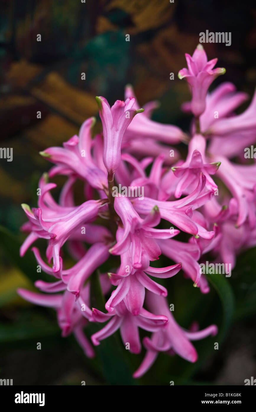 Pink Pearl Hyacinth Dutch Hyacinthus orientalis early Spring flower ...